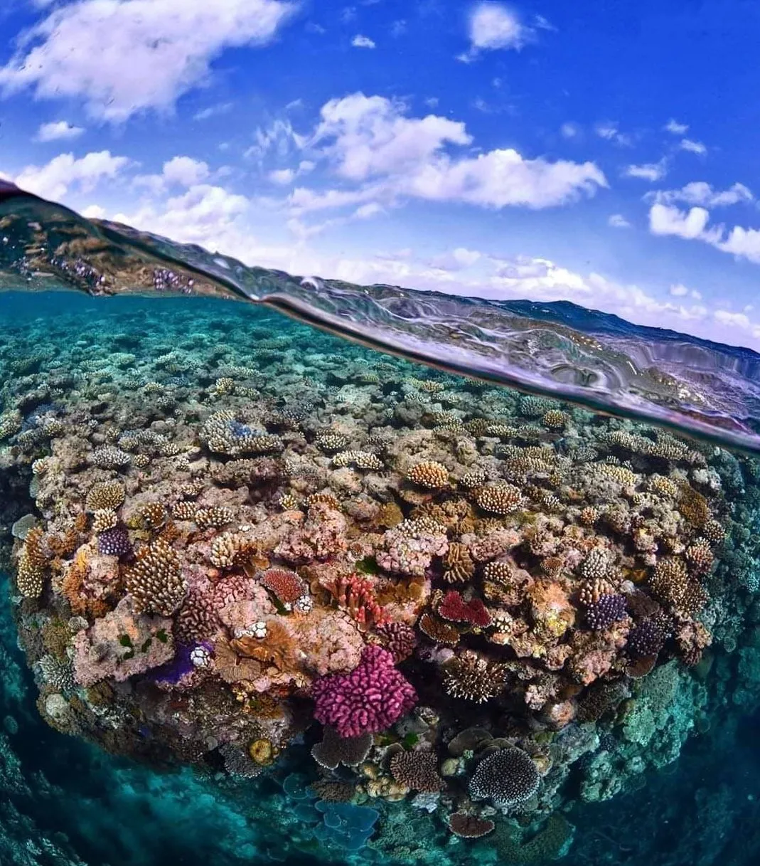 Where to Find the Brightest Coral Gardens